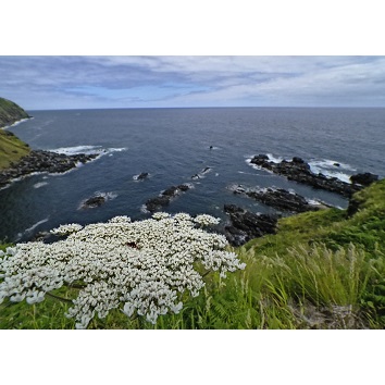 White shines(Java-water dropwort)