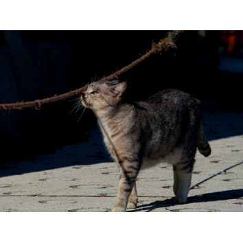 ロープでスリスリ・・ / Rub rope