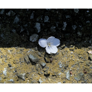 2-10. 落ちてきた桜 / A cherry blossom fluttered down